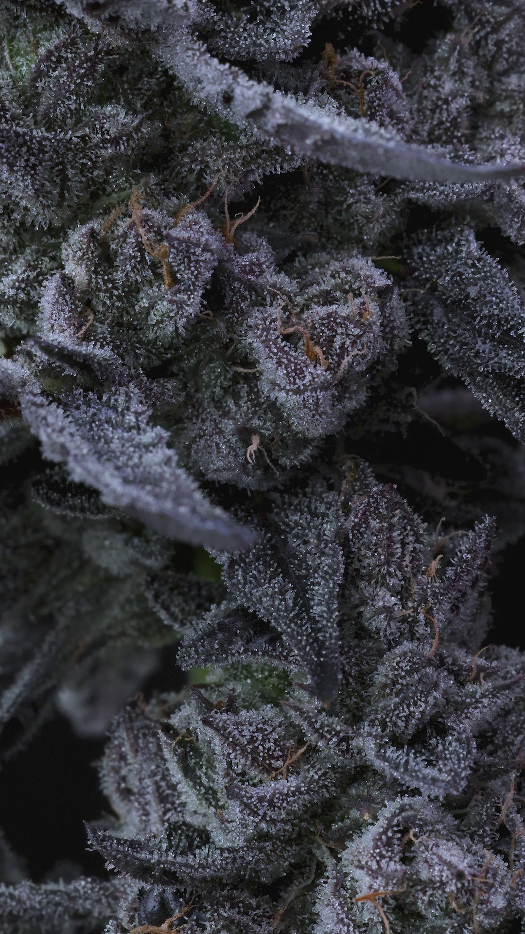 Cap Junky – Capulator and Seed Junky Genetics - Kind Above The Cut